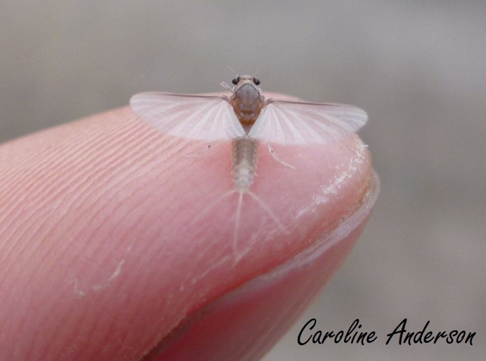 Éphémères, ces insectes! – DocBébitte