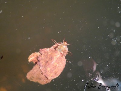 Des insectes sous la glace! – DocBébitte