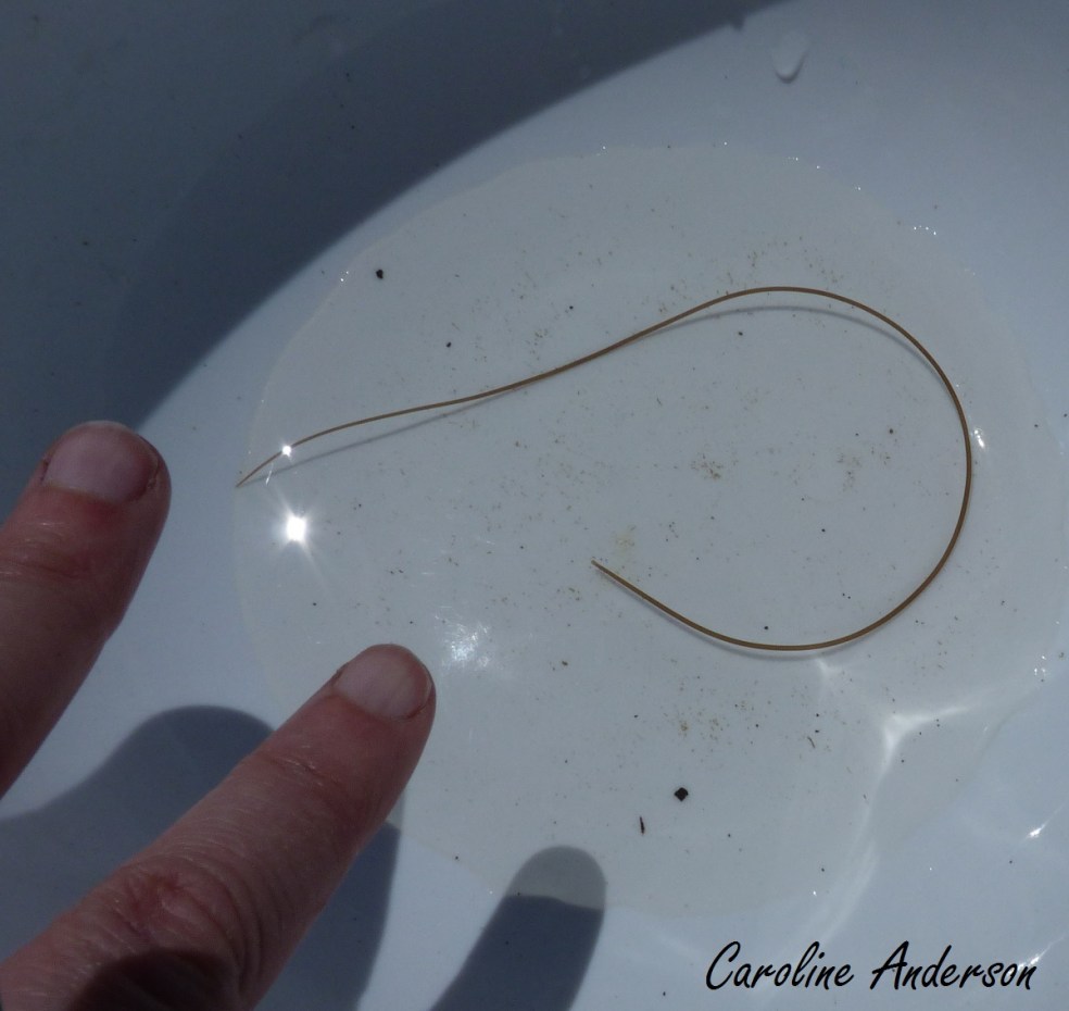 DocBébitte en bref : rencontre avec un ver gordien (Nematomorpha ...
