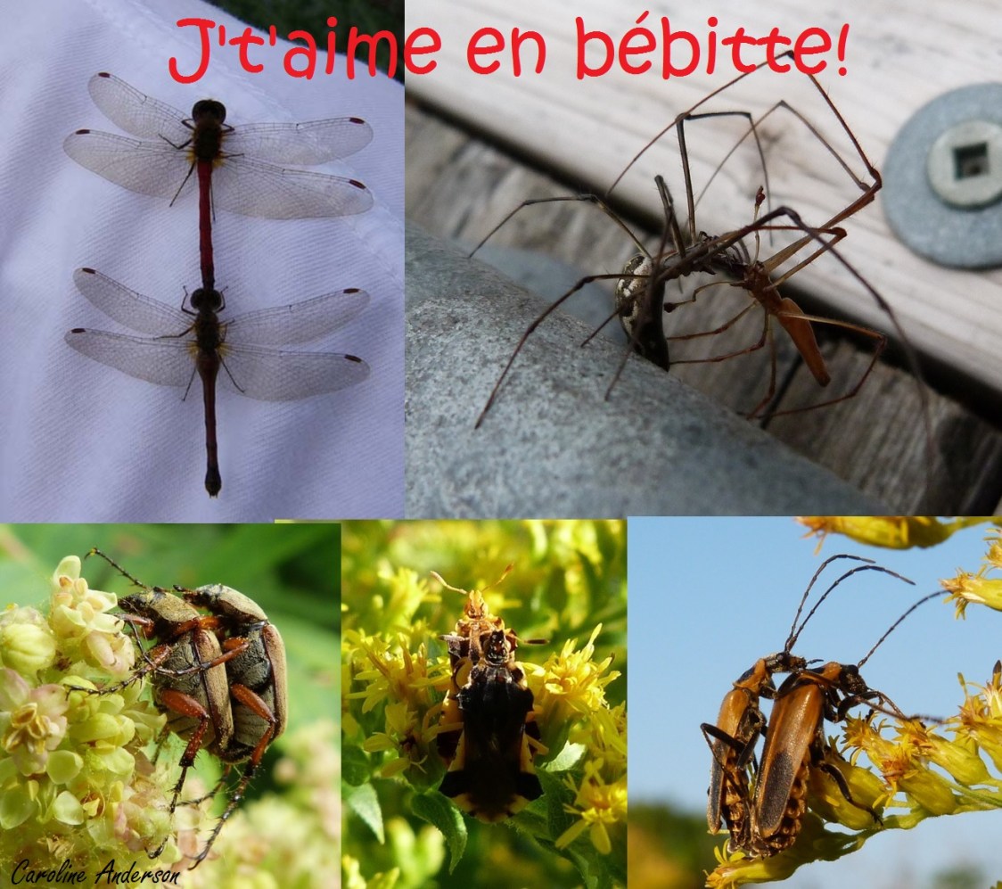 J’t’aime en bébitte! – DocBébitte