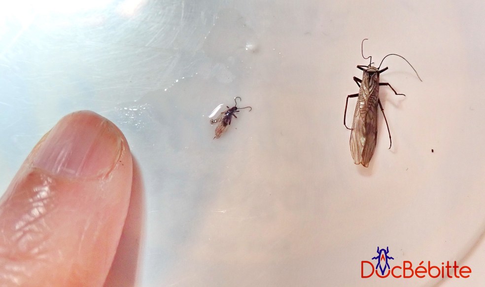 Plécoptères – DocBébitte