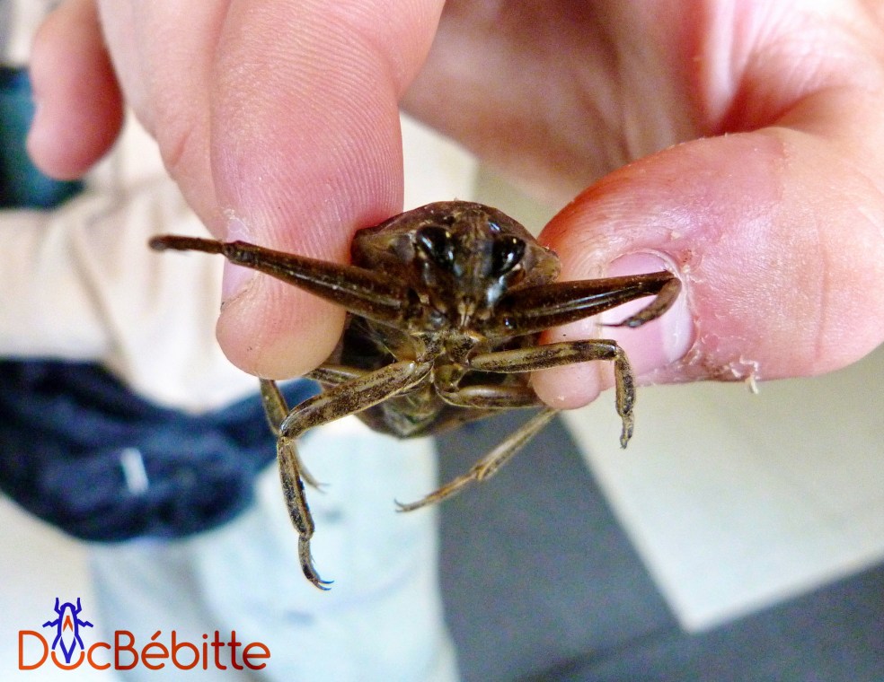 Kossé ça cette grosse bébitte-là ?! Le léthocère d’Amérique ! – DocBébitte